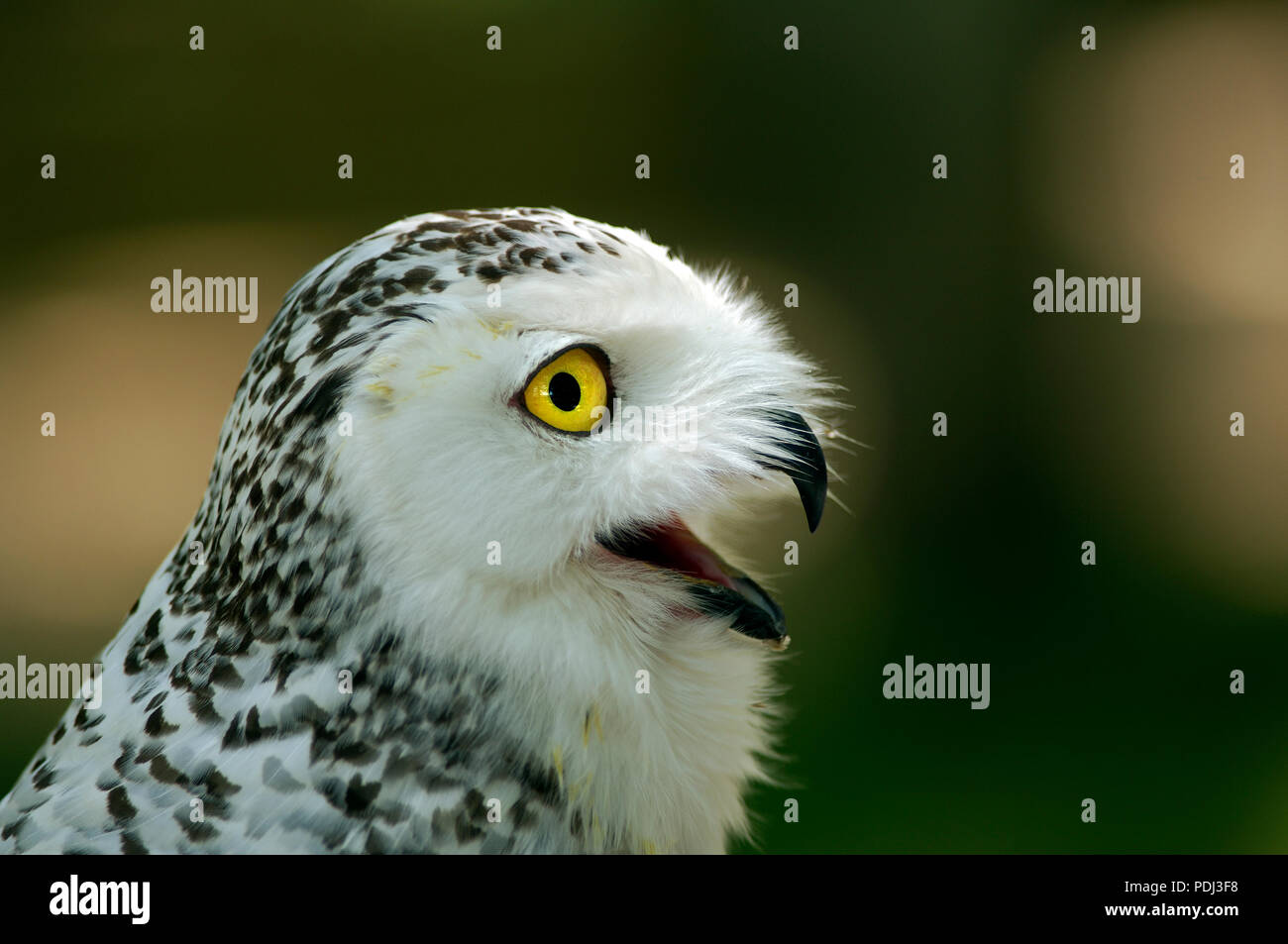 Harfang hi-res stock photography and images - Alamy