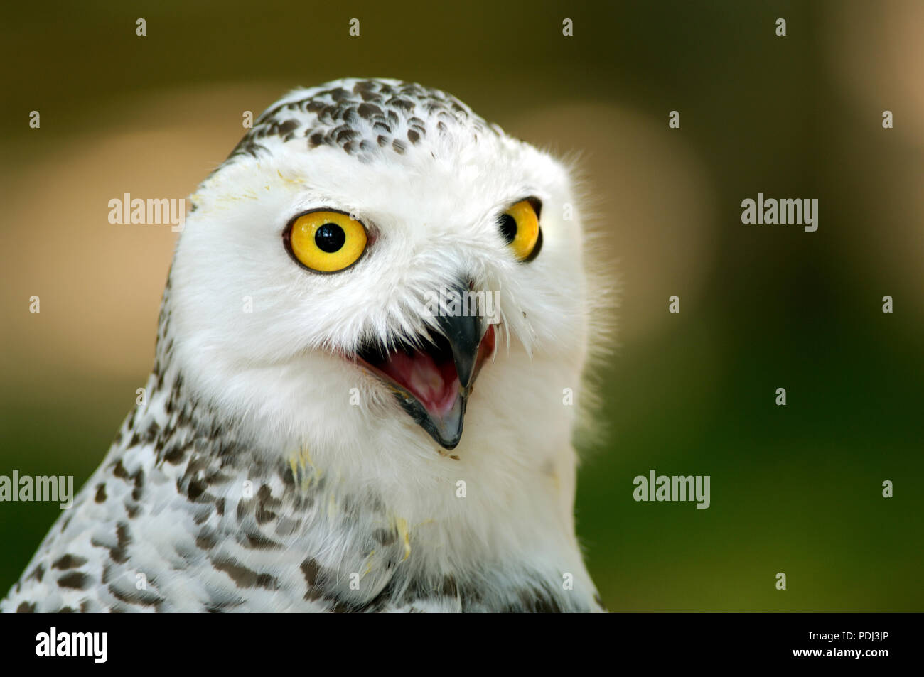 Harfang des neiges hi-res stock photography and images - Alamy