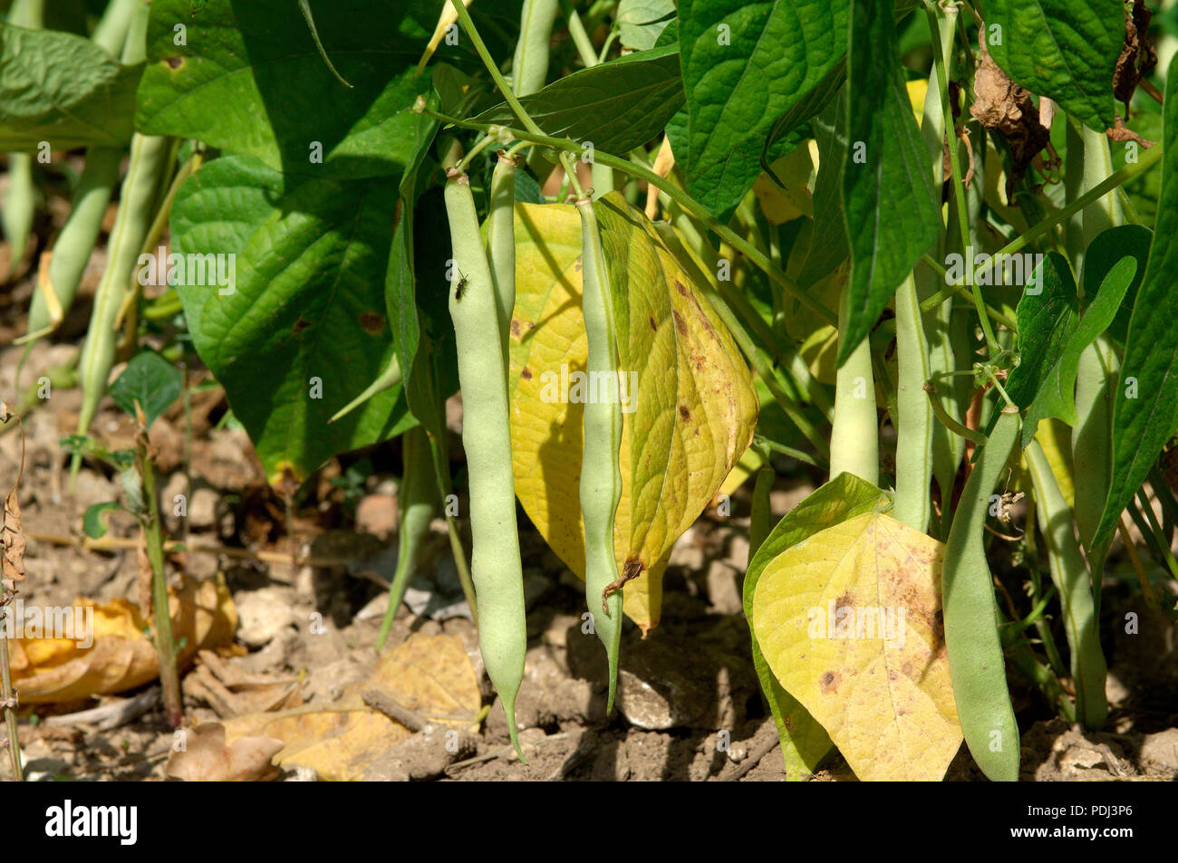 Haricot vert hi-res stock photography and images - Alamy