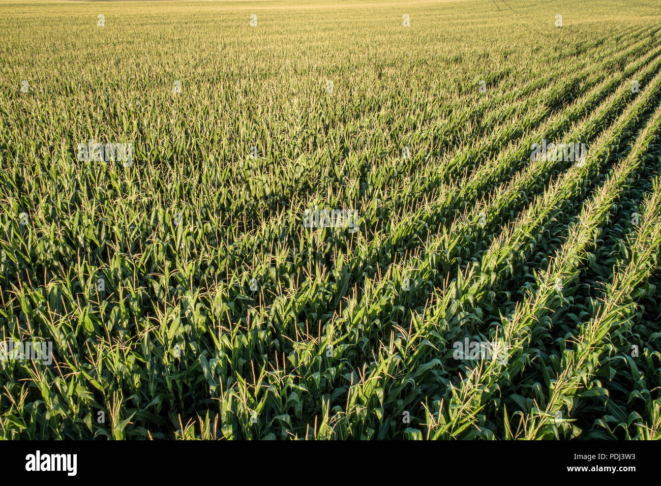 Aerial view corn hi-res stock photography and images - Alamy