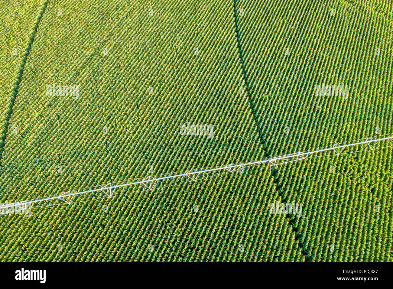 aerial view of corn field with a sprinkler in eastern Colorado Stock ...