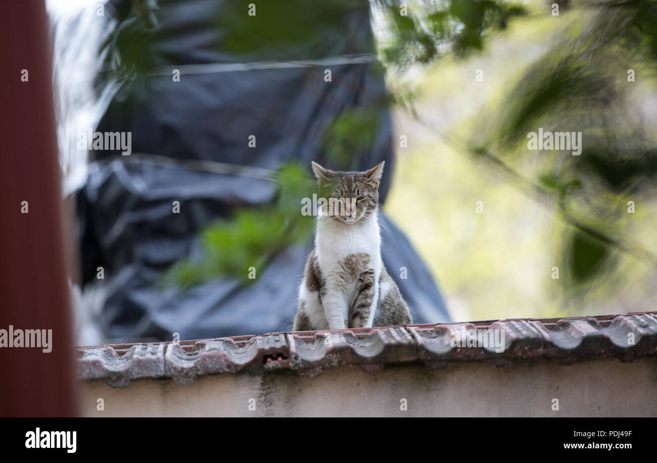 Wallpaper cat lover hi-res stock photography and images - Alamy