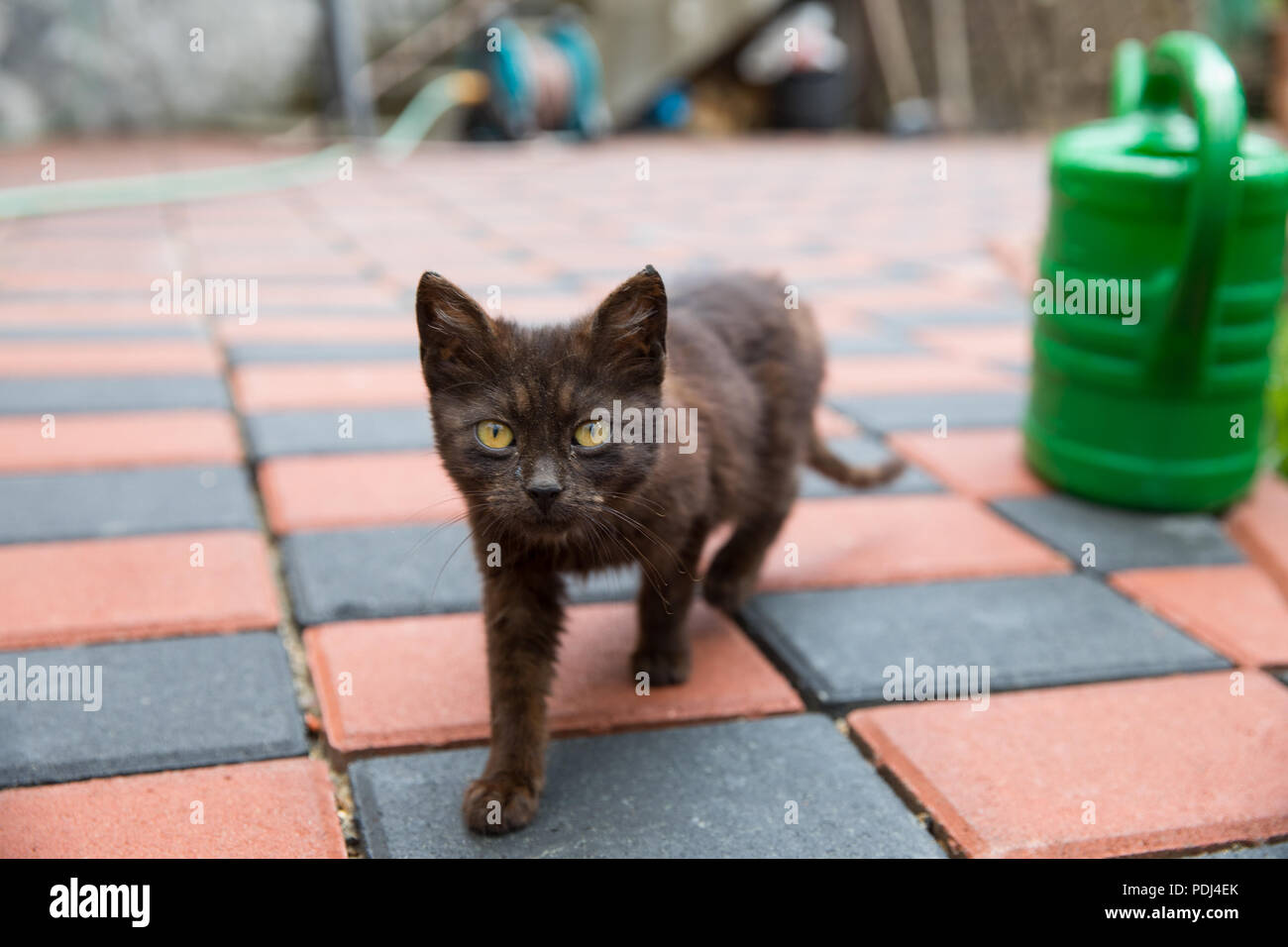Stray black cat Stock Photo - Alamy