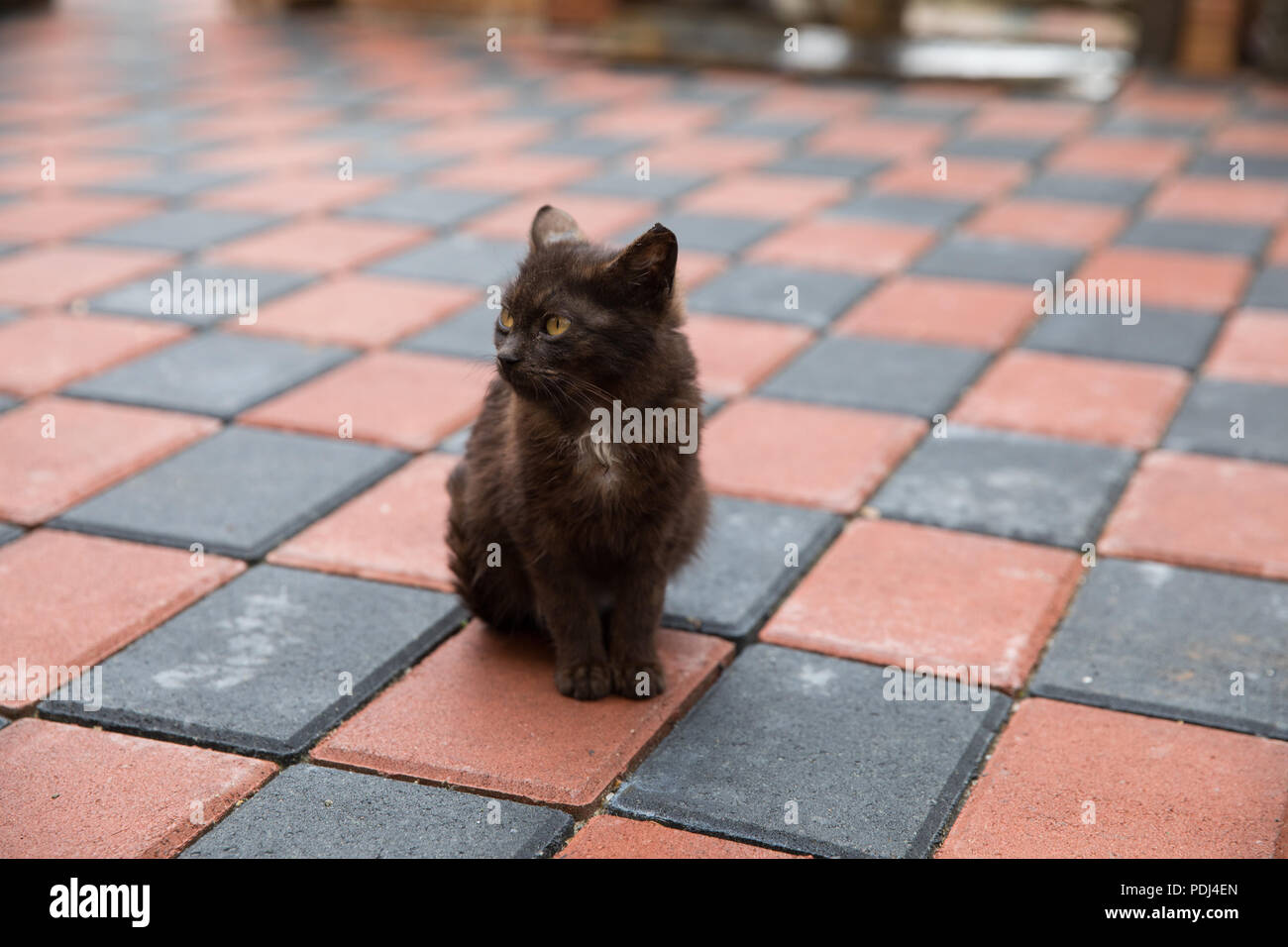 Stray black cat hi-res stock photography and images - Alamy