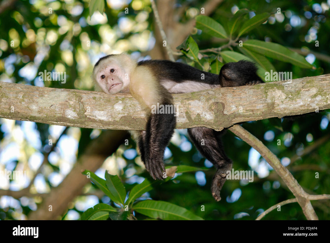 Corcovado white faced capuchin hi-res stock photography and images - Alamy