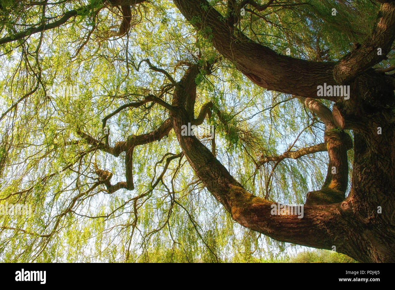 Light streaming through the leaves and branches hi-res stock ...