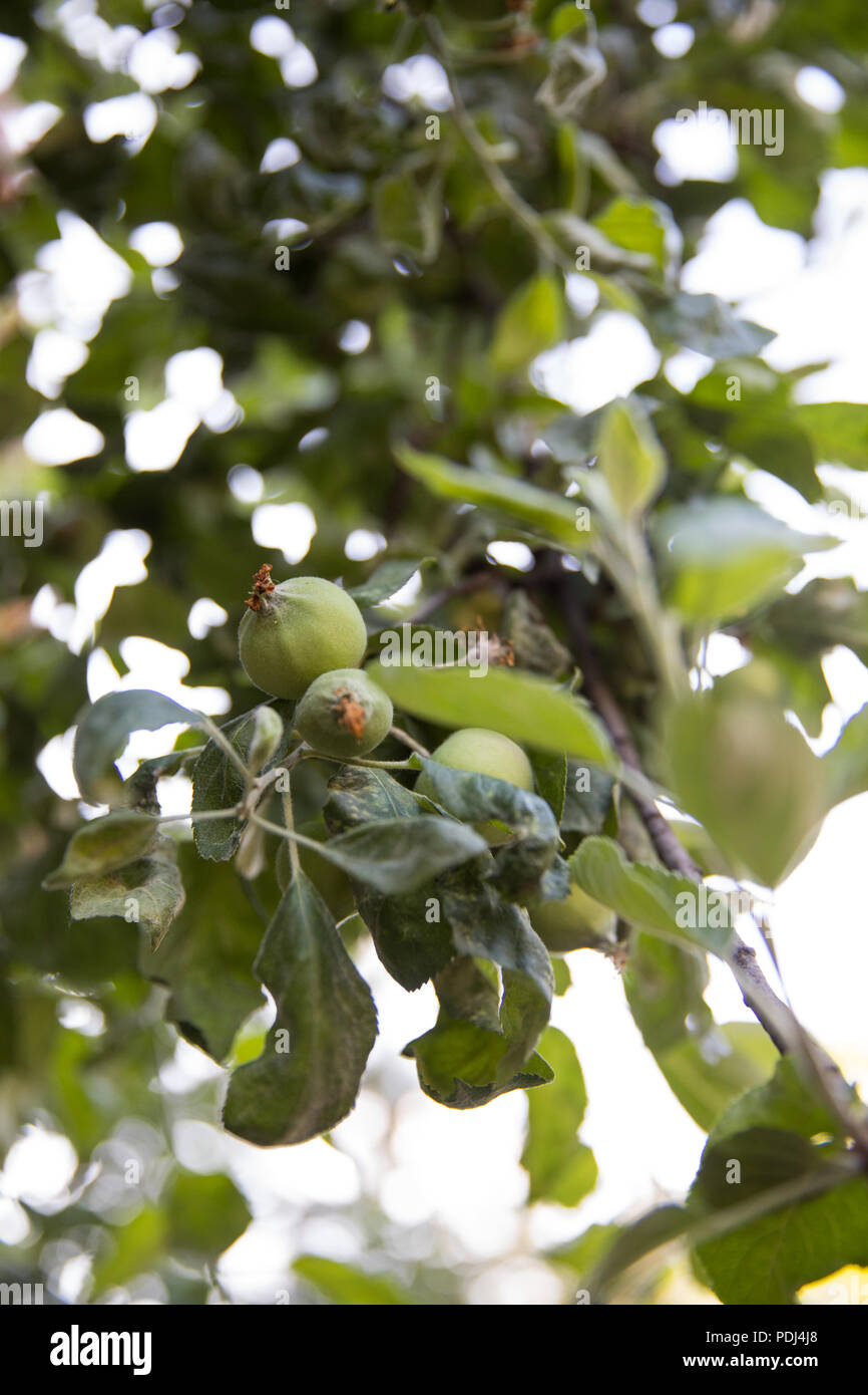 Baby apple forming hi-res stock photography and images - Alamy