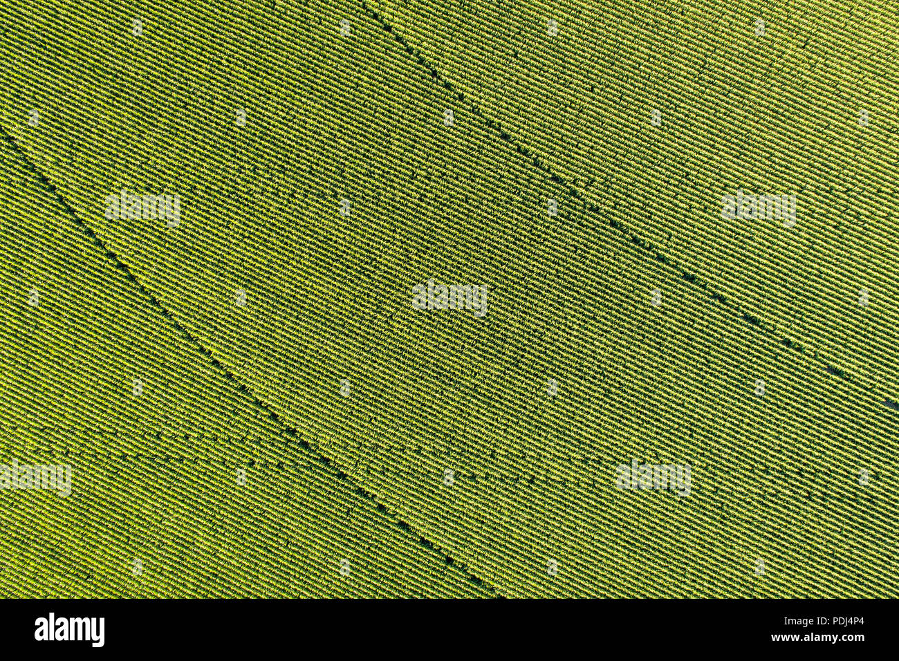 aerial view of corn field with tractor and sprinkler footprins, eastern ...