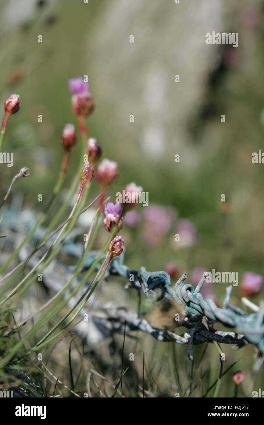 Pink flowers and green barbed wire on a hillside, SCotland Stock Photo ...
