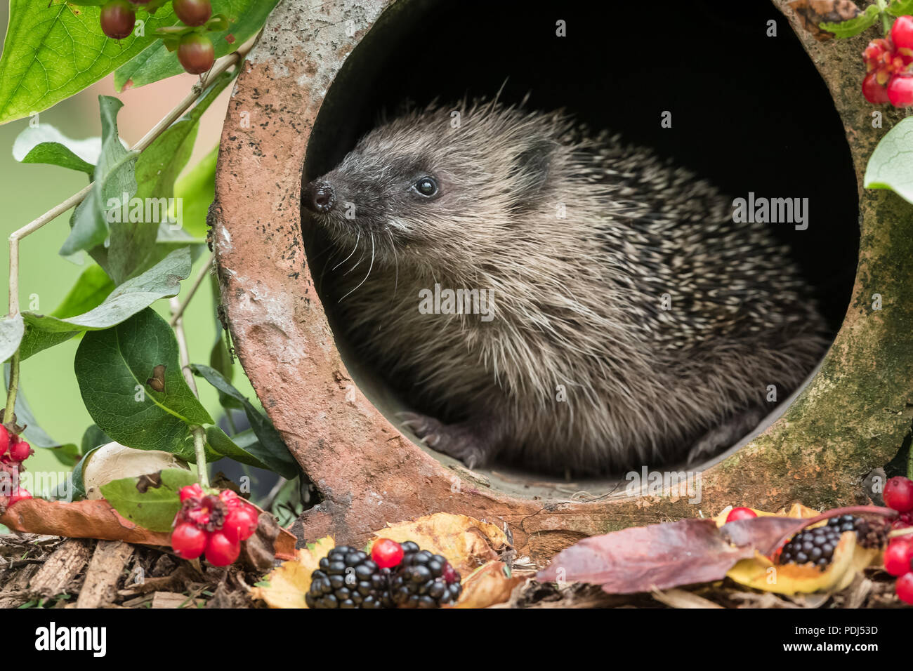 Black And Red Hedgehog