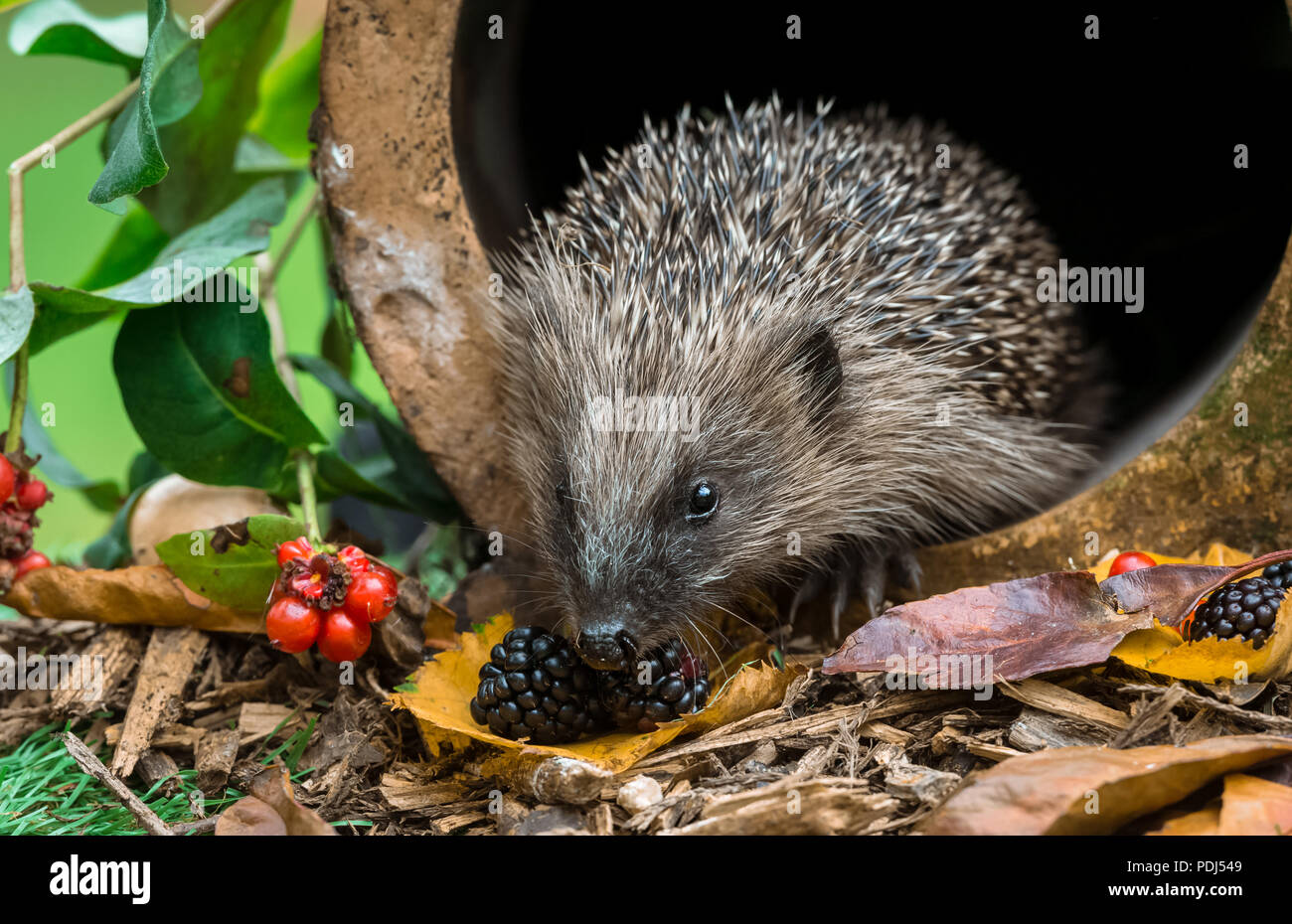 Black And Red Hedgehog