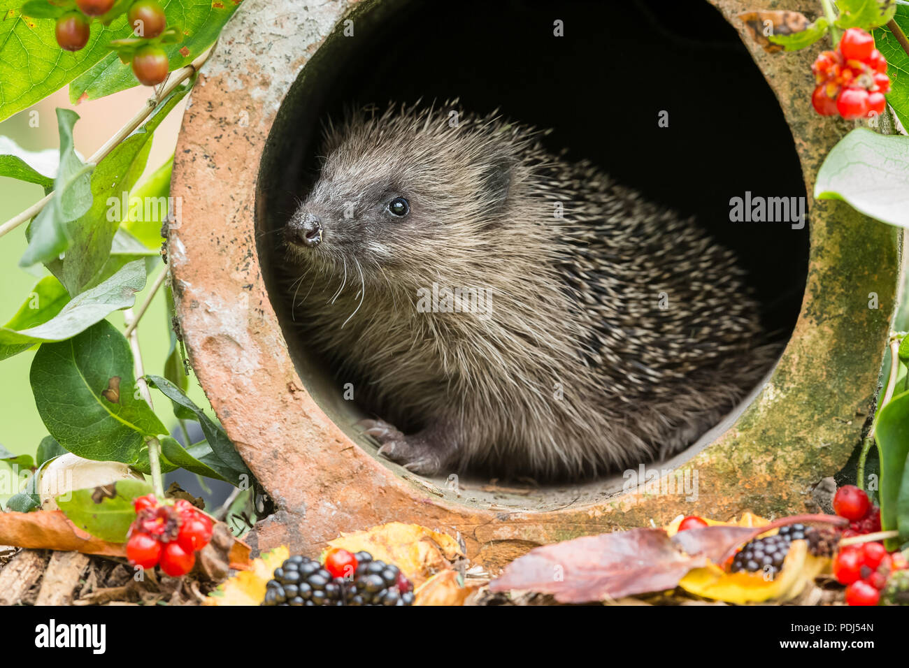 Rare drainage pipe hi-res stock photography and images - Alamy