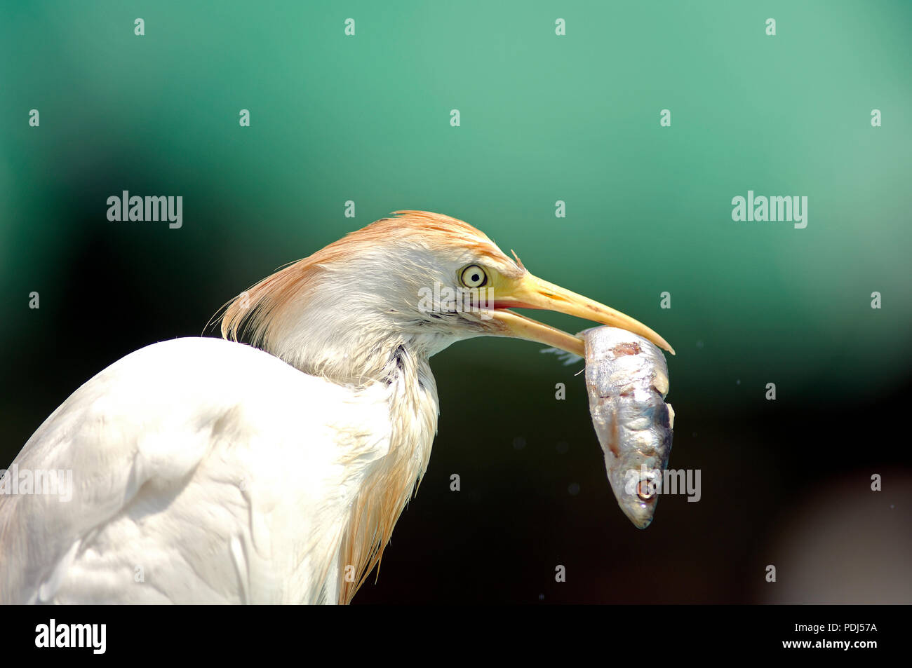 Héron garde-boeuf - avec poisson - Cattle Egret - with fish - Bulbucus ...
