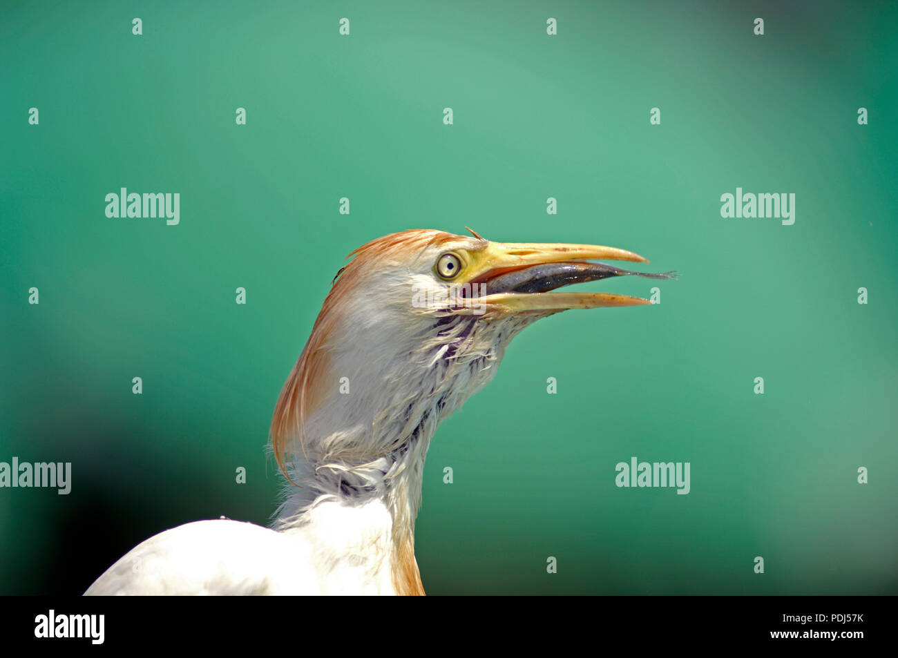 Héron garde-boeuf - avalant un poisson - Cattle Egret - eeting a fish ...
