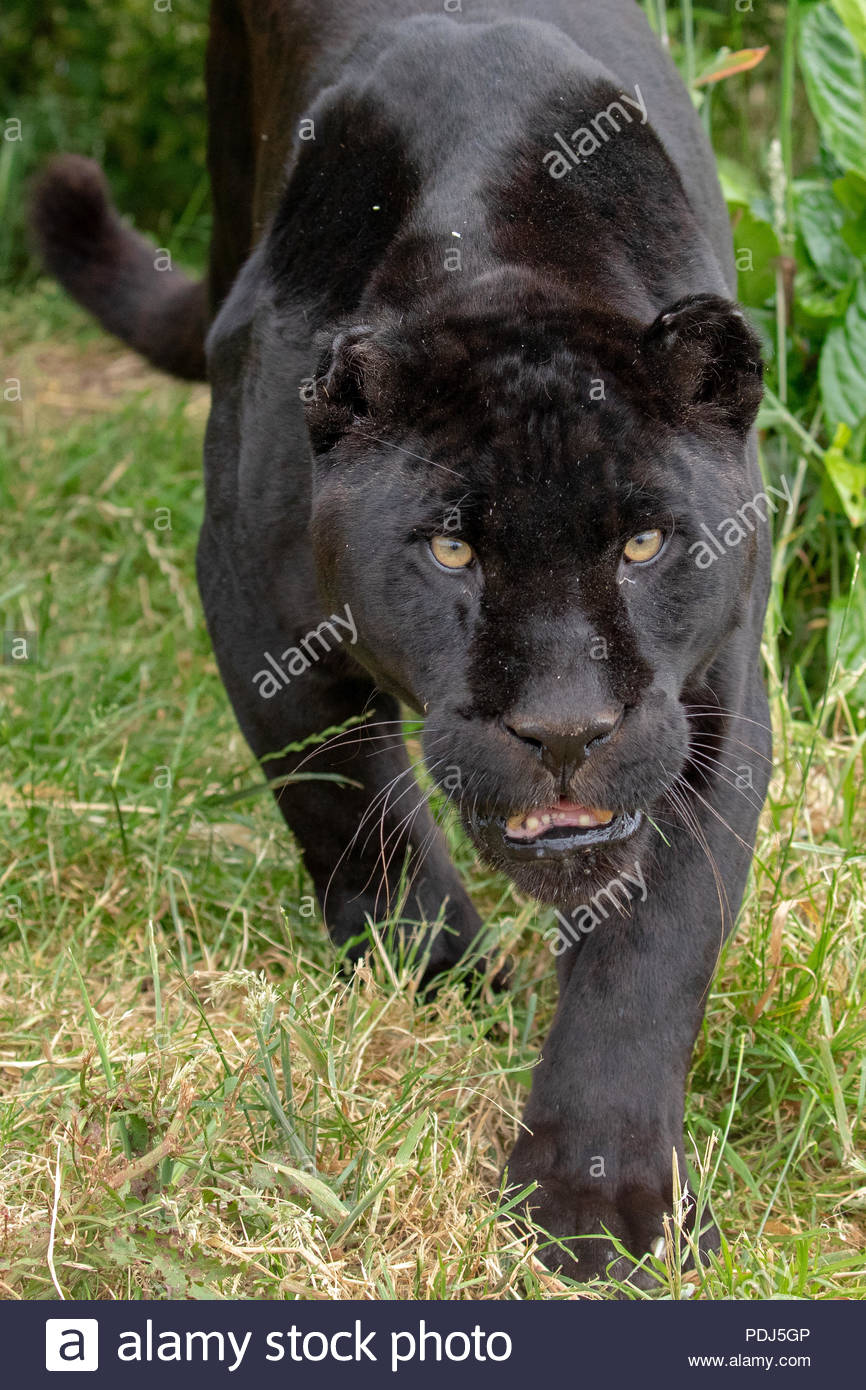 Black Jaguar Animal Stock Photos & Black Jaguar Animal Stock Images - Alamy