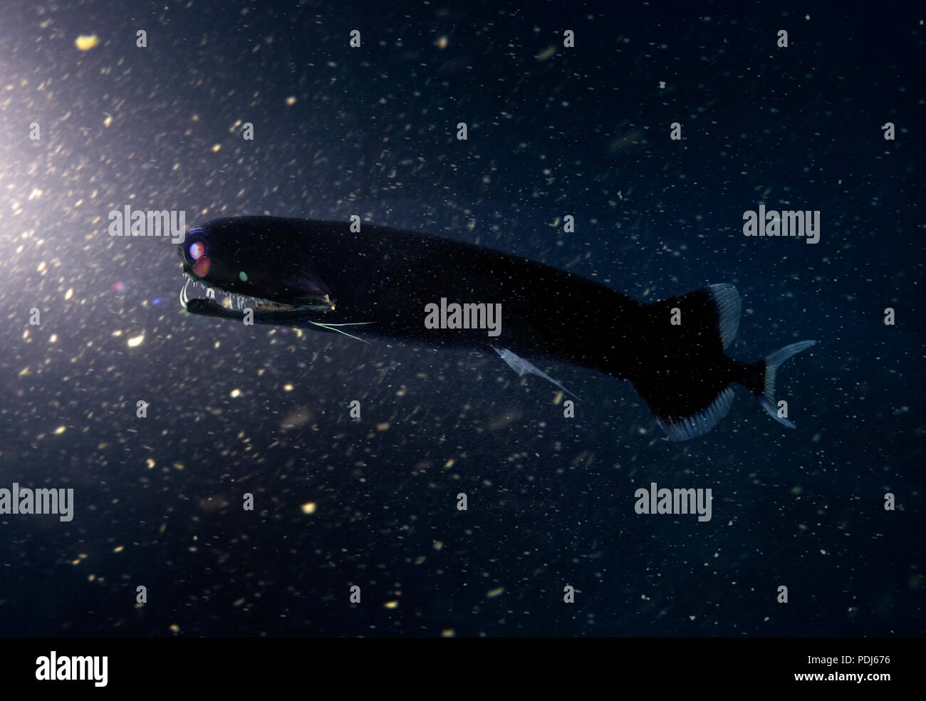 Dragon Fish High Resolution Stock Photography and Images - Alamy