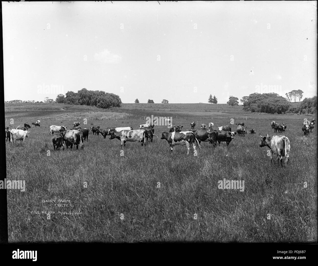 Farm milk dairy cows Black and White Stock Photos & Images - Alamy