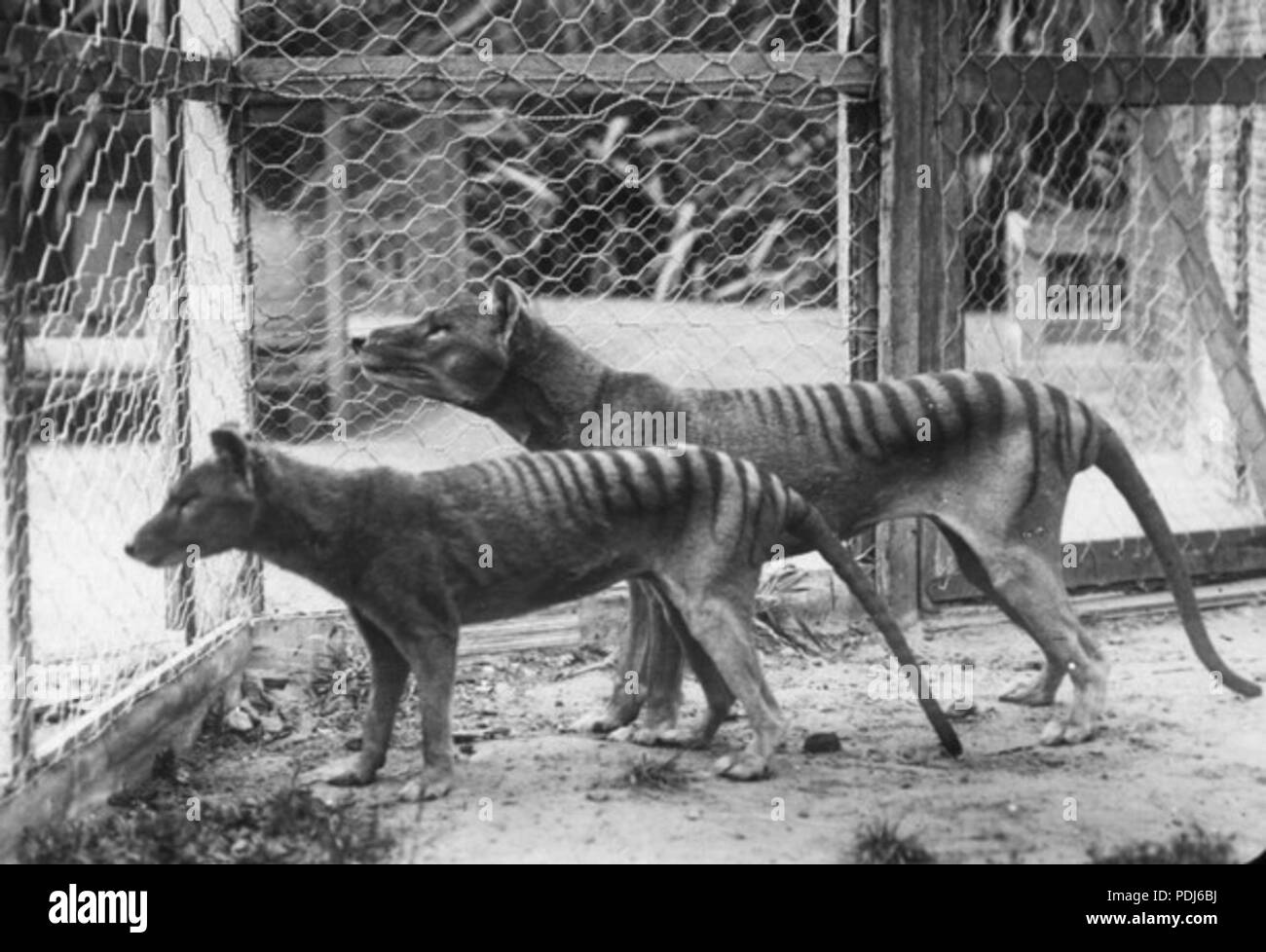Tasmanian tiger hi-res stock photography and images - Alamy