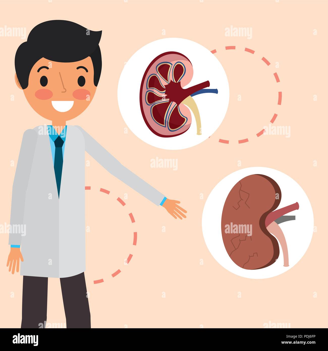 Kidney ultrasound Stock Vector Images - Alamy