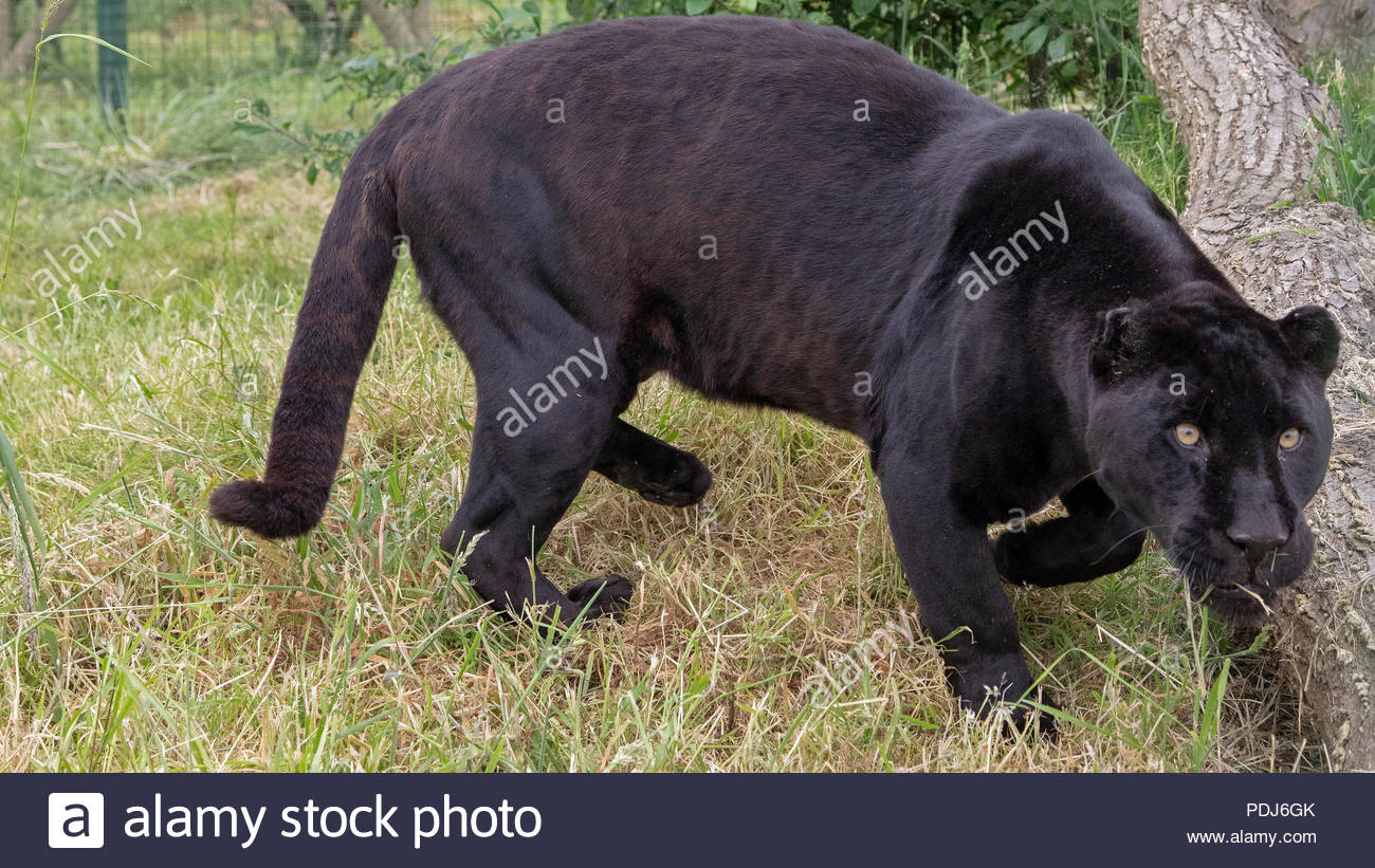 Black Jaguar Animal Stock Photos & Black Jaguar Animal Stock Images - Alamy