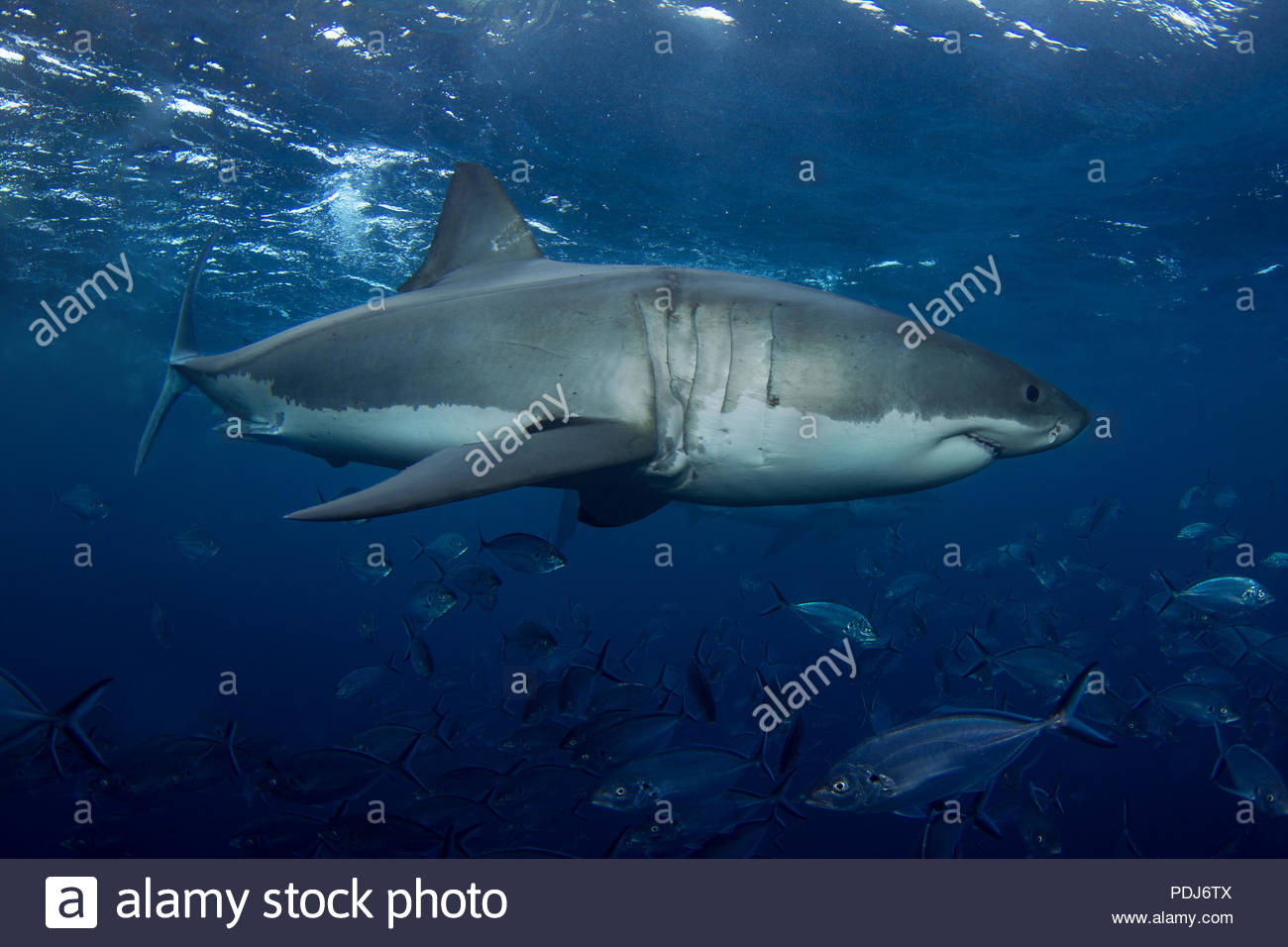 Mako Sharks High Resolution Stock Photography and Images - Alamy