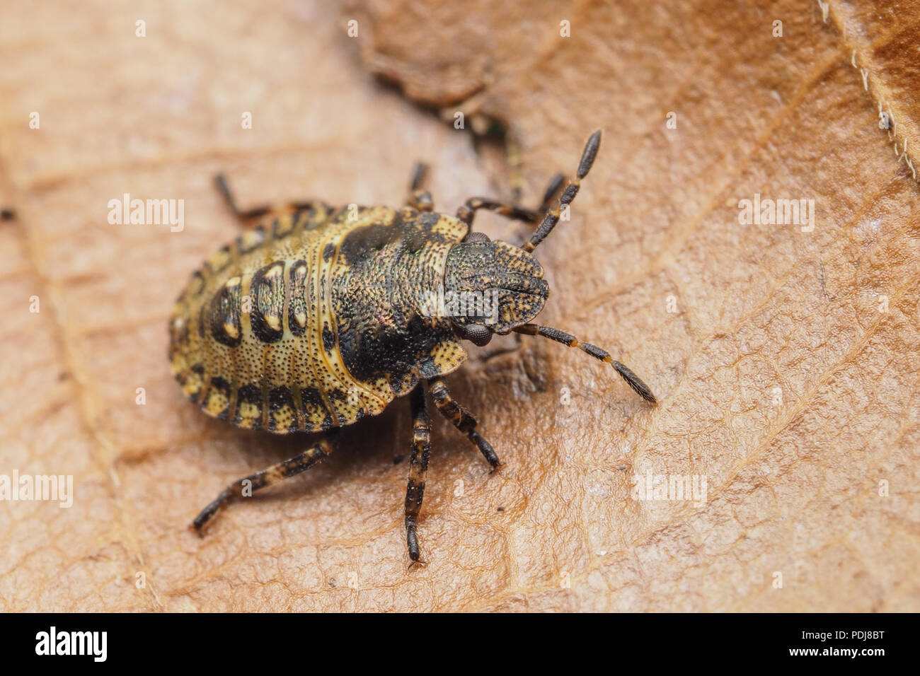 Forest Shieldbug nymph (Pentatoma rufipes) resting on fallen leaf ...