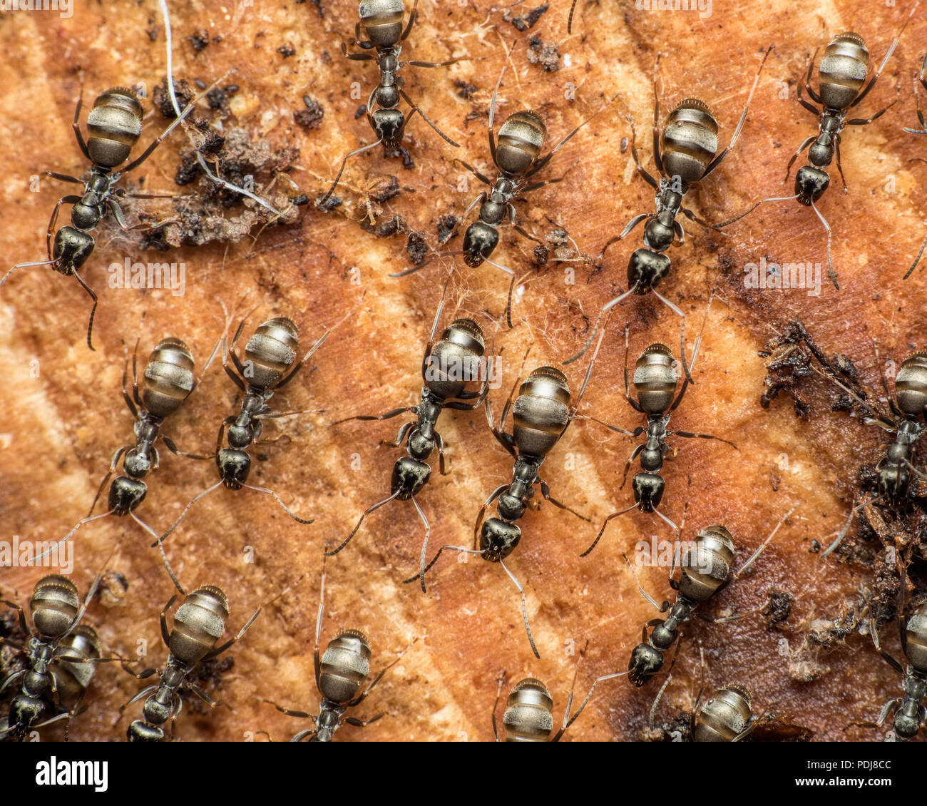 Formica fusca ants hi-res stock photography and images - Alamy