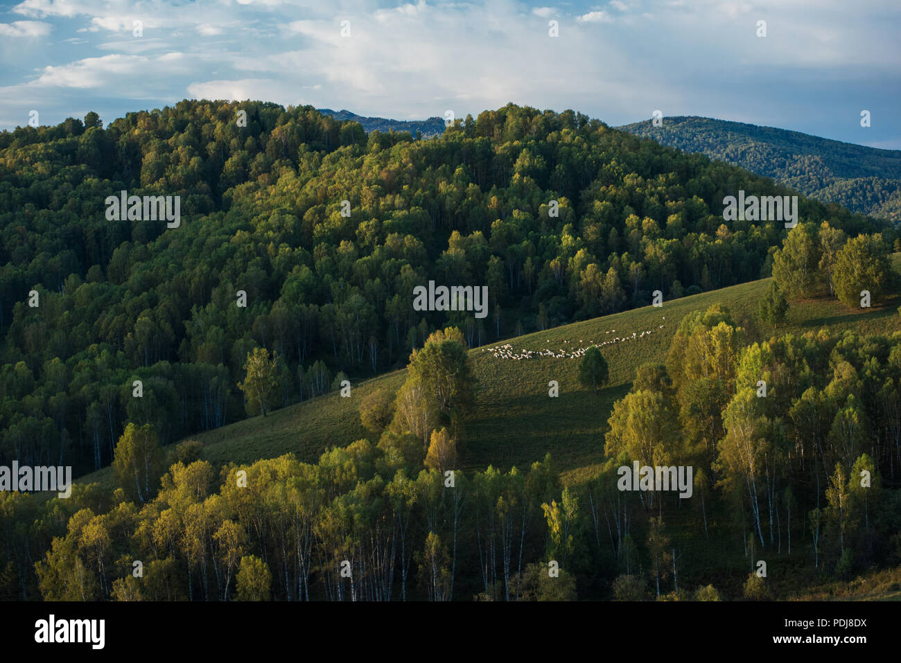 Altay sheep hi-res stock photography and images - Alamy