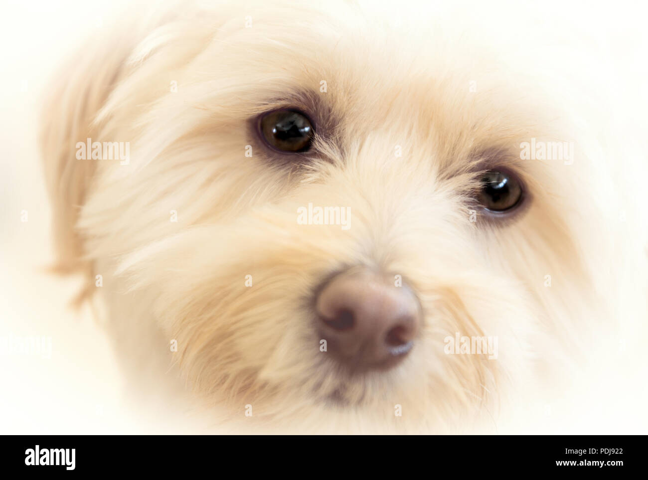 Bichon havanese hi-res stock photography and images - Alamy