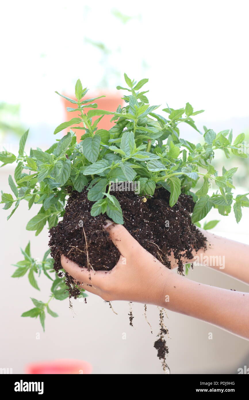 Planting mint seedling hi-res stock photography and images - Alamy