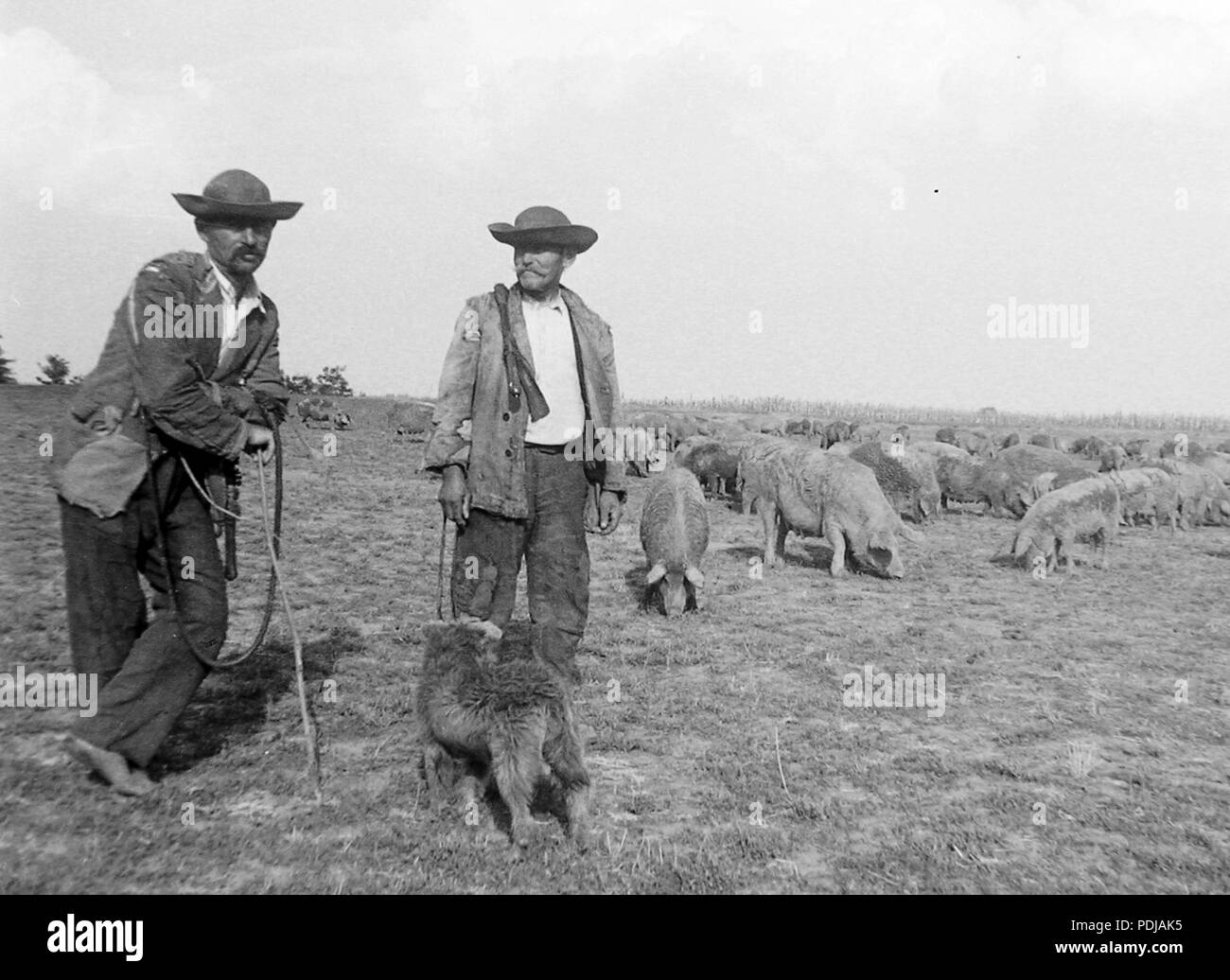 Pigs pig farm Black and White Stock Photos & Images - Alamy