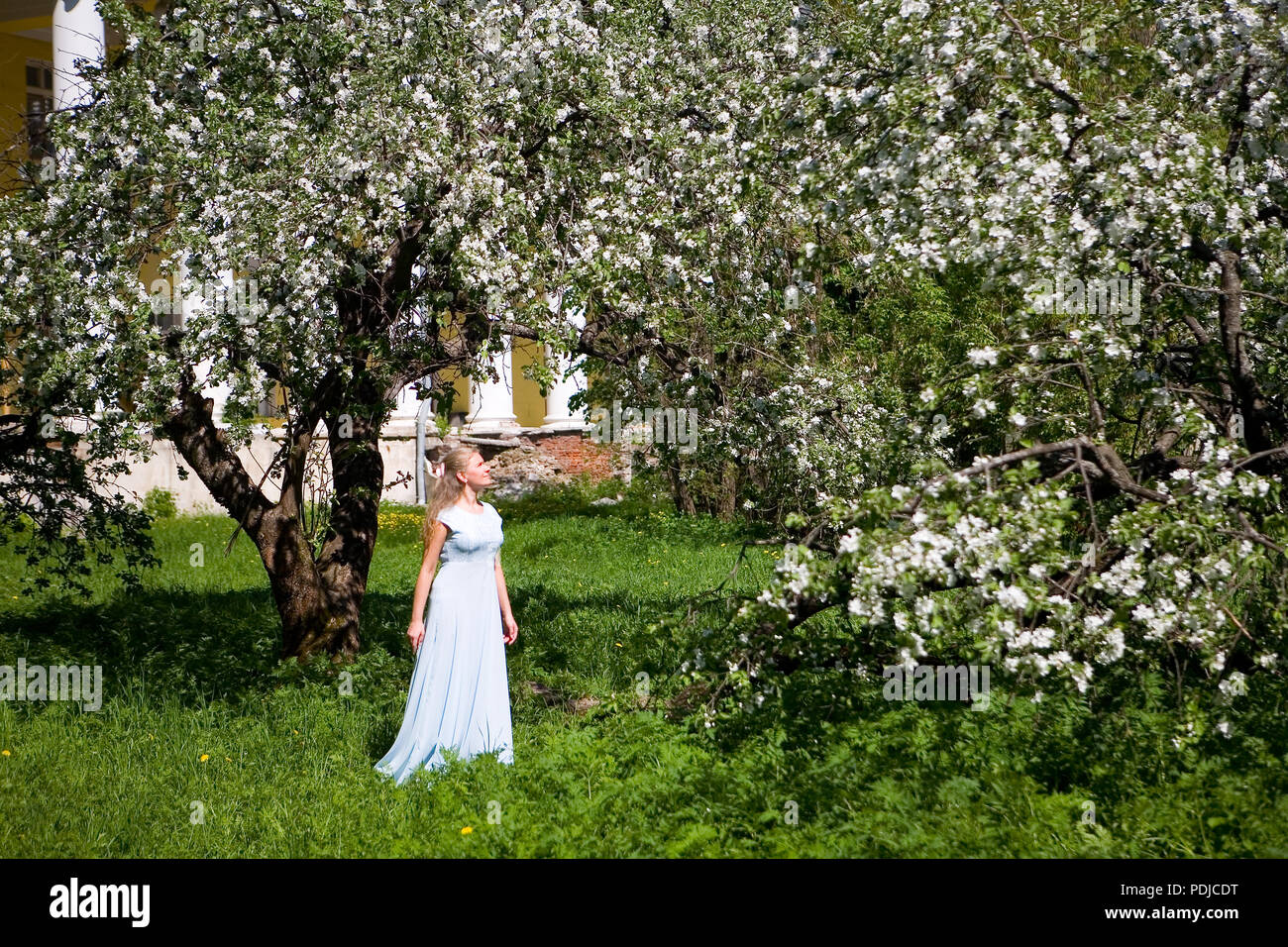 A lonely woman walks in a park under a blossoming apple tree. Russia ...
