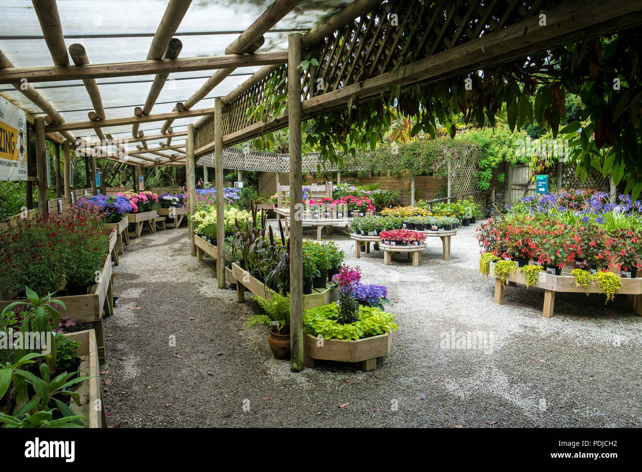 Plants for sale in the Trebah Garden Plant Centre in Cornwall Stock ...