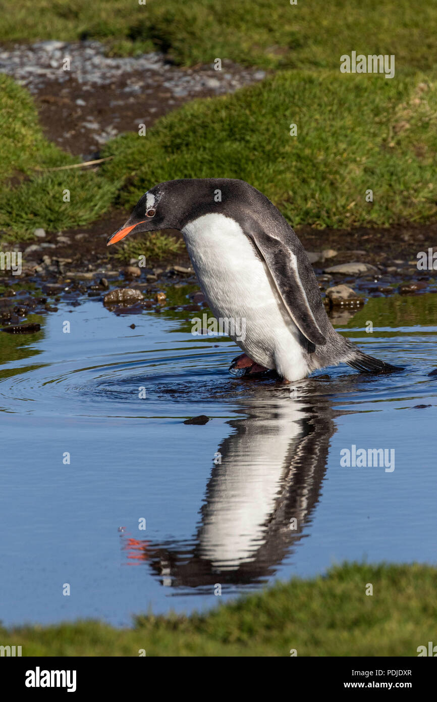 Curious gentoo penguin staring at its reflection in the water in South ...