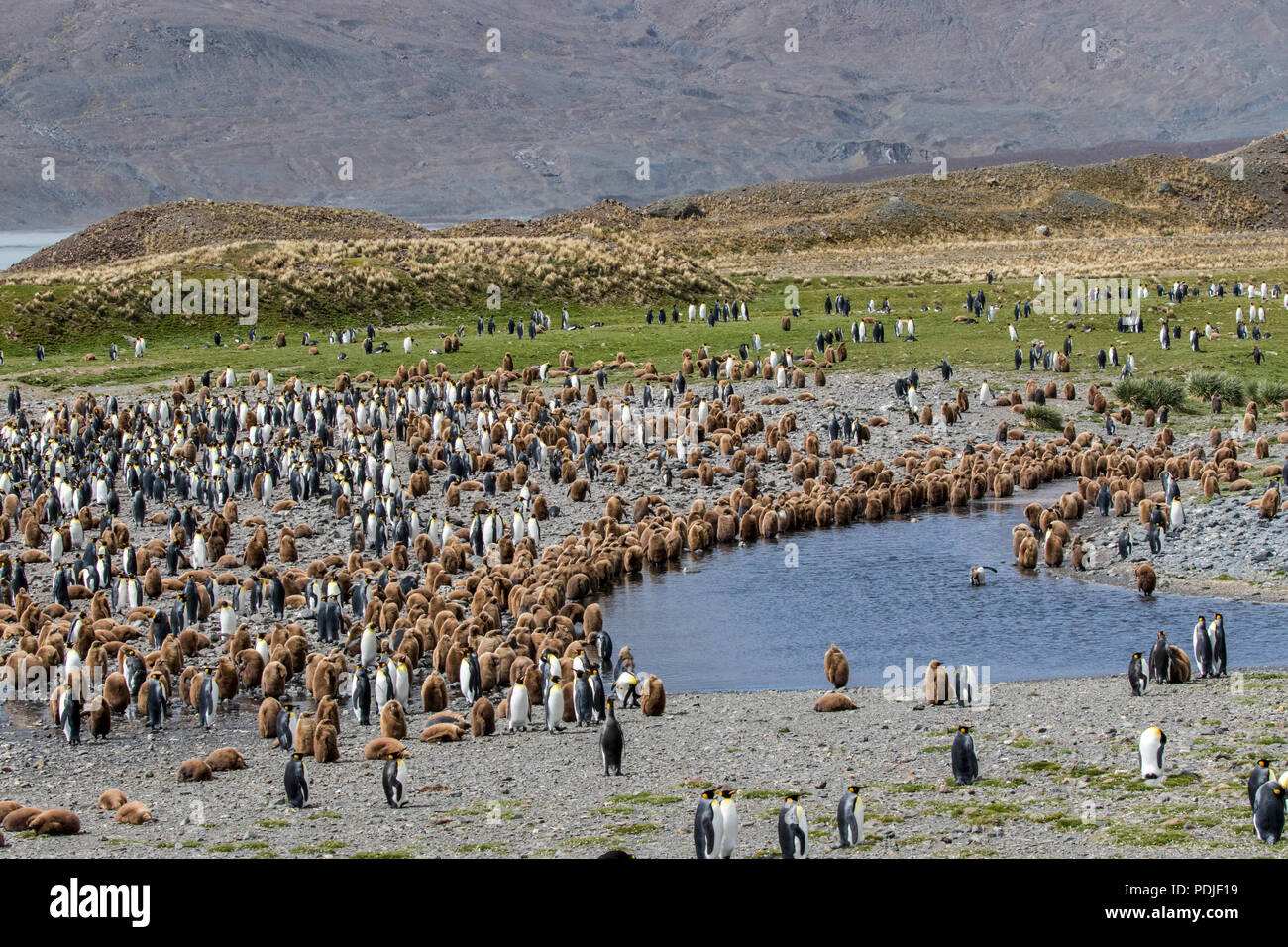 Large rookery of kin penguins on a South Georgia Island Stock Photo - Alamy