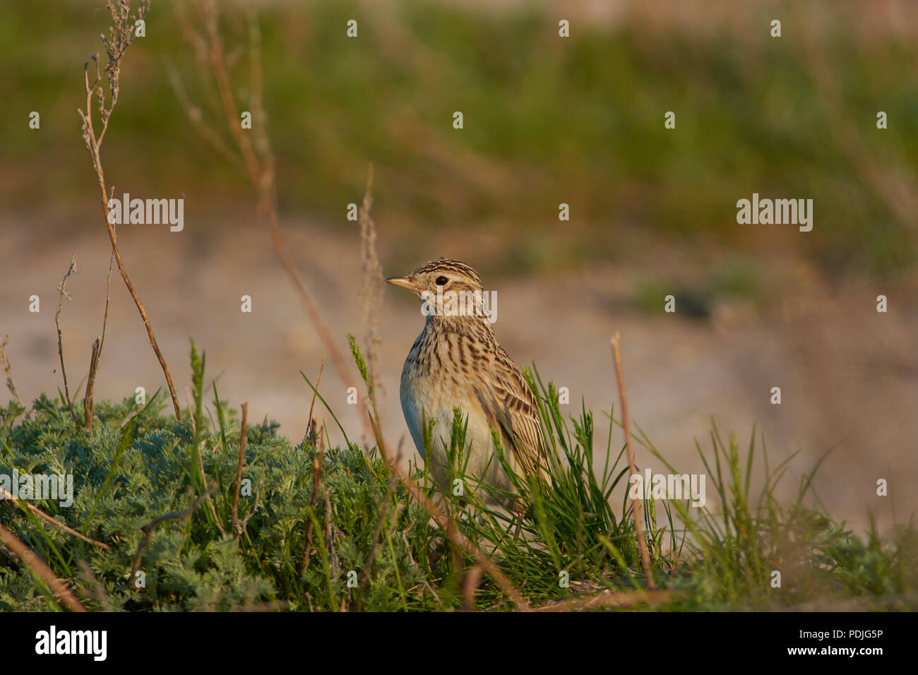 Eurasian skylark (Alauda arvensis) looks out of the grass, preparing to ...