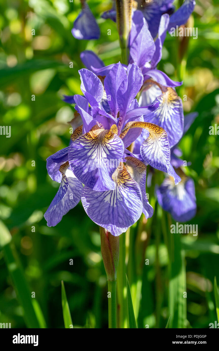 Iris sibirica flower (commonly known as Siberian iris or Siberian flag ...