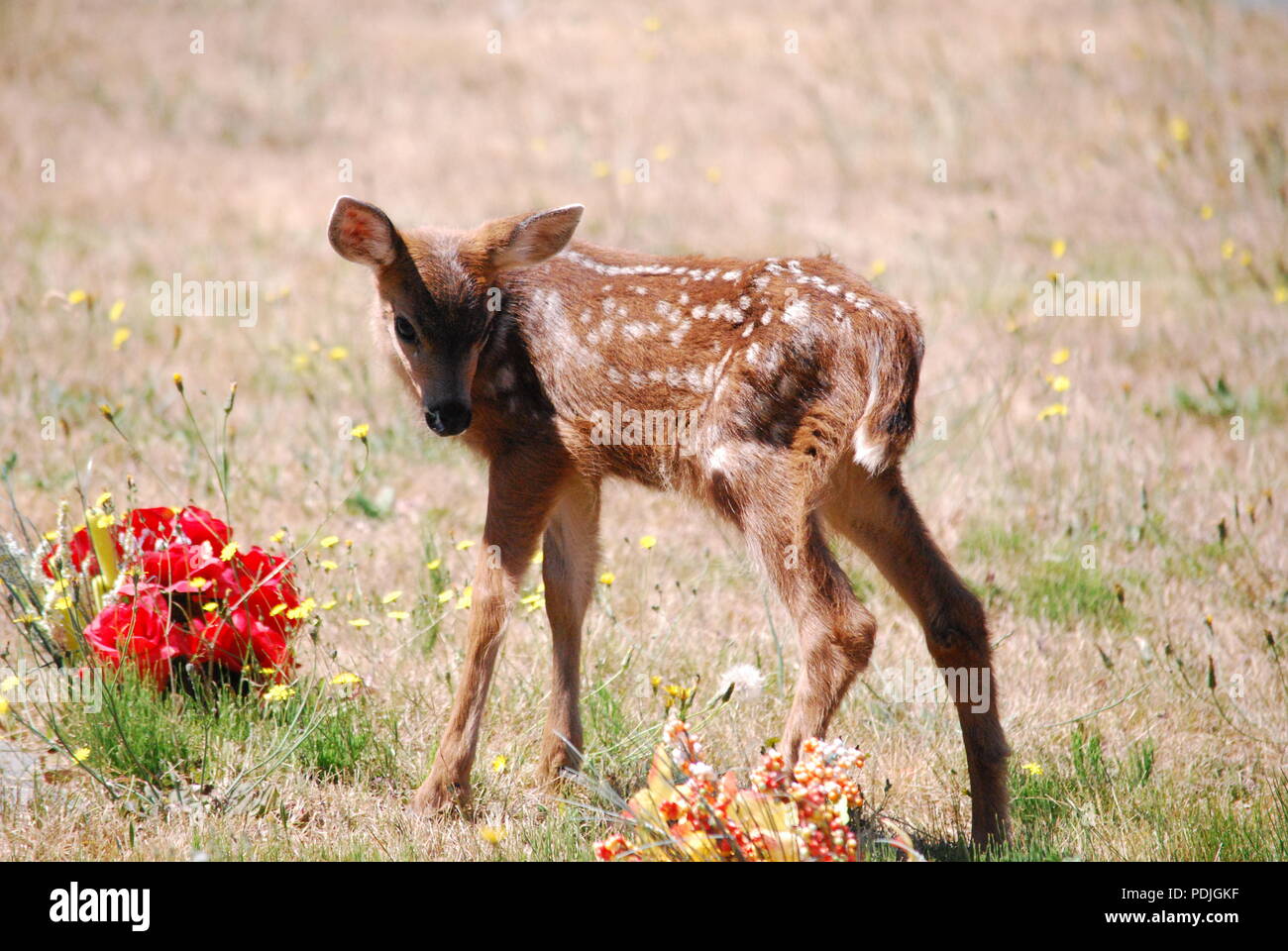 Fawn island hi-res stock photography and images - Alamy