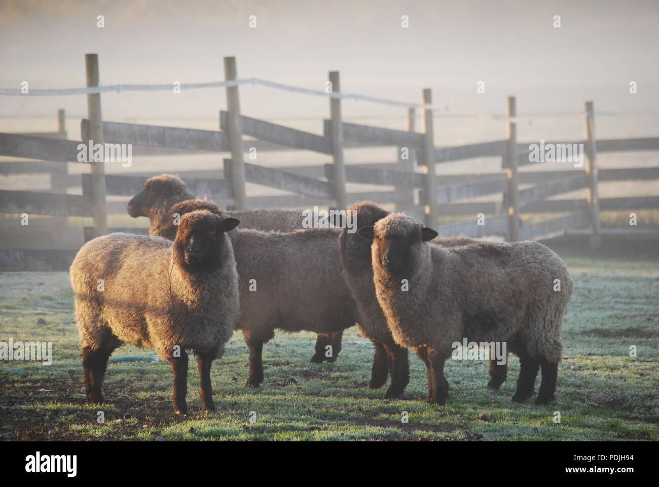 Sheep huddle hi-res stock photography and images - Alamy