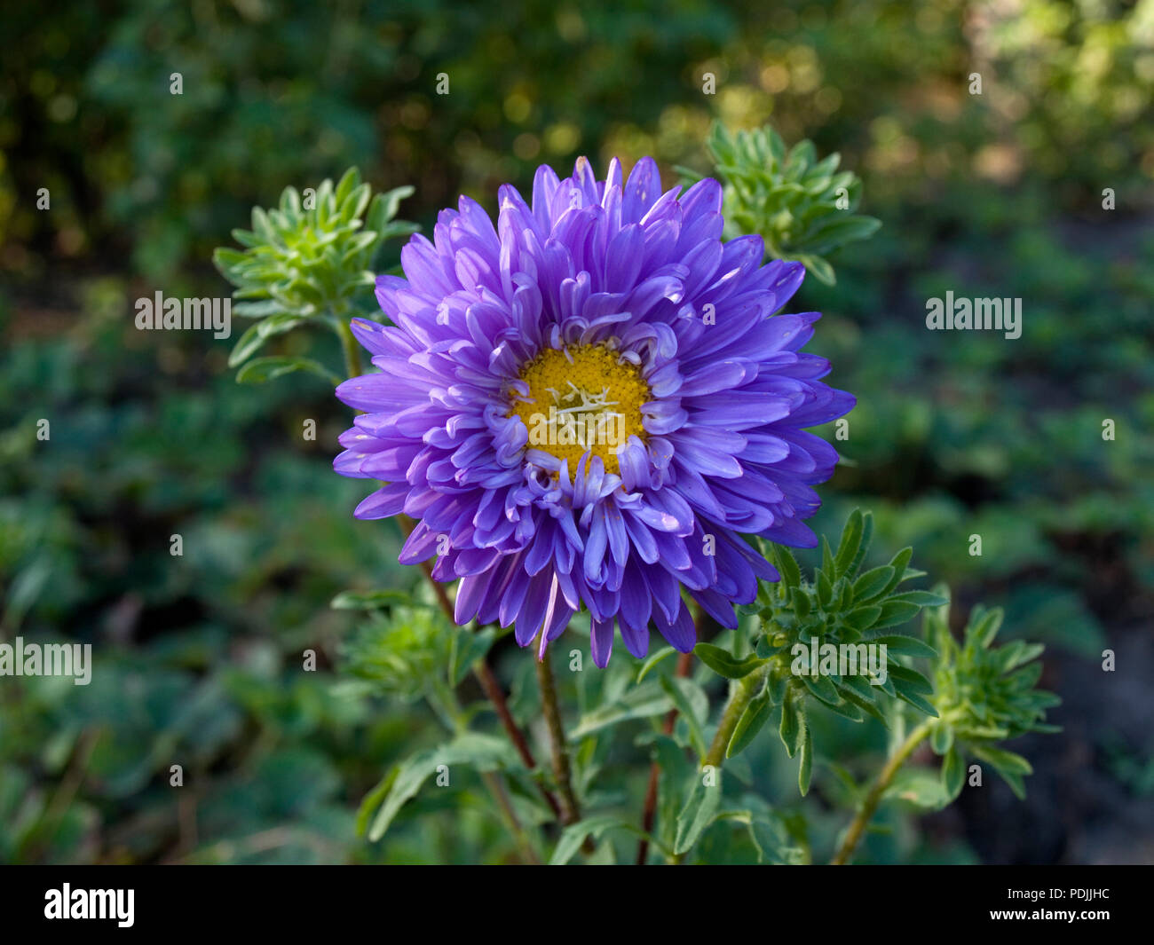 Blue aster flower Stock Photo - Alamy