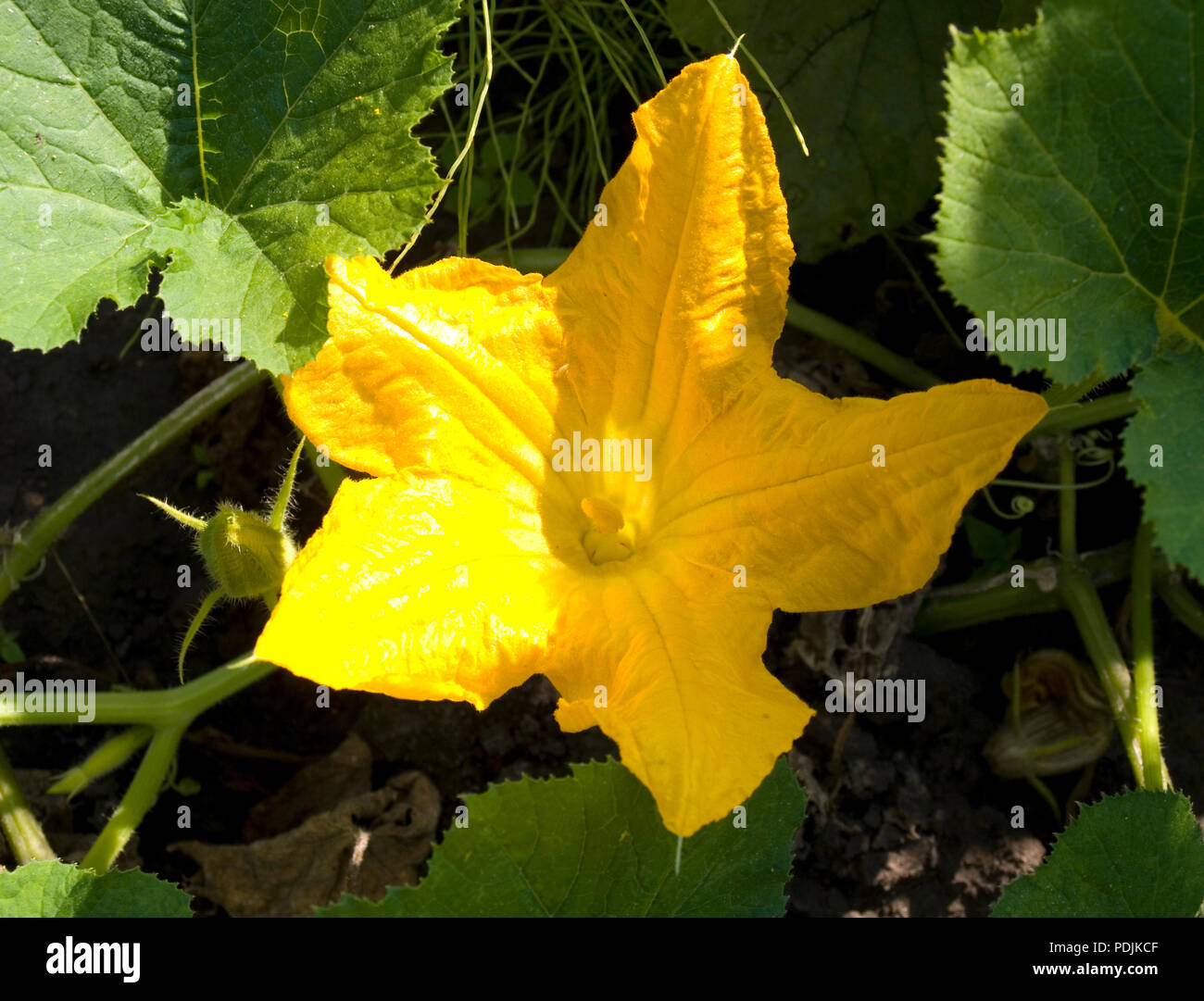 Pumpkin flower on a vegetable patch Stock Photo - Alamy