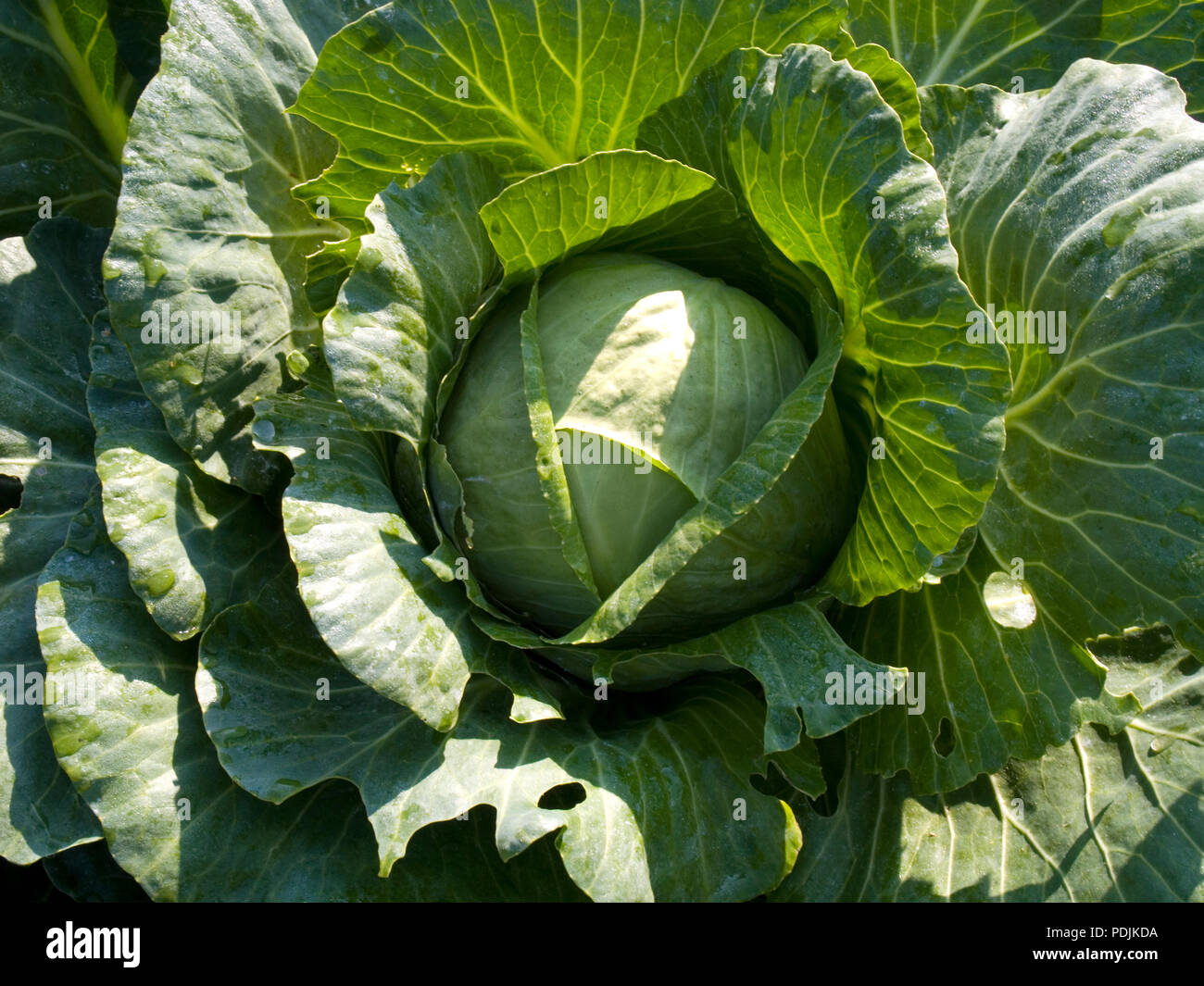 Forming cabbage head hi-res stock photography and images - Alamy