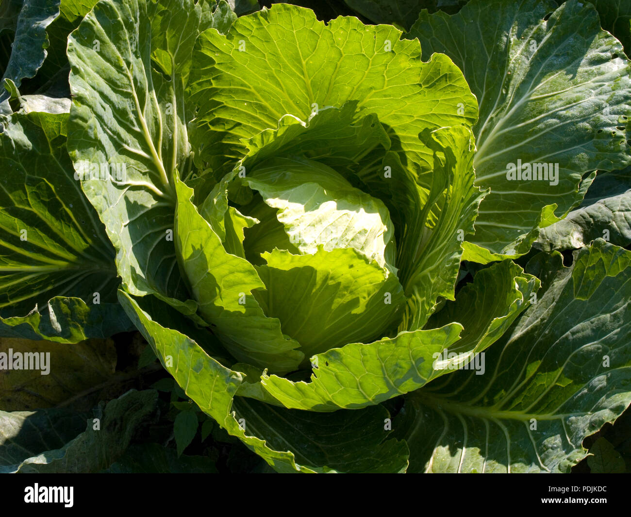 Cabbage on a vegetable patch Stock Photo - Alamy