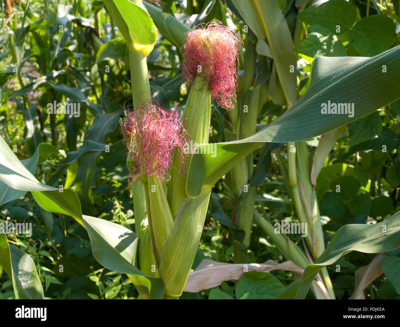Maize in the garden Stock Photo - Alamy