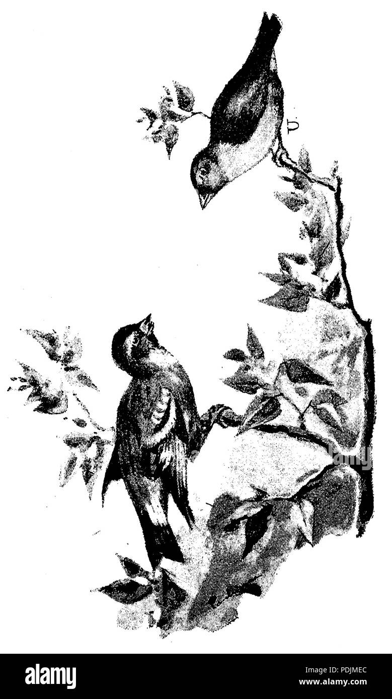 Woodland landscape trees Cut Out Stock Images & Pictures - Alamy