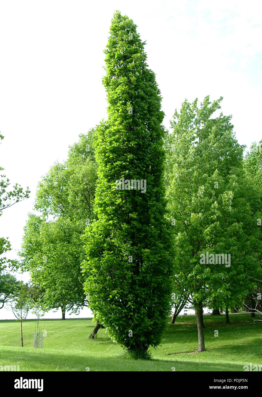 2 Kindred Spirit hybrid oak Stock Photo - Alamy