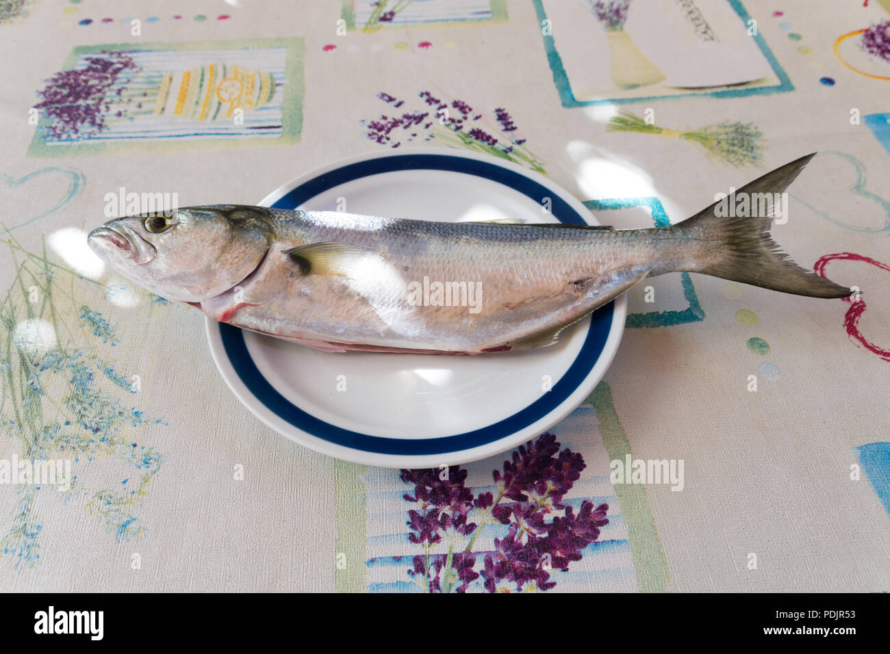 Pointed teeth hi-res stock photography and images - Alamy
