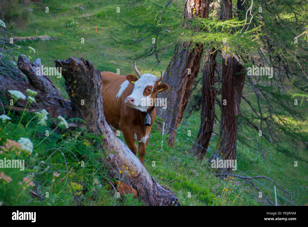 Swiss milk cow grazing on the Switzerland mountains Stock Photo - Alamy