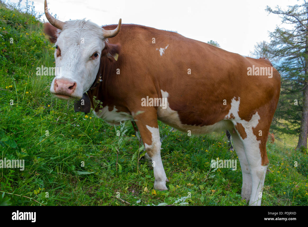 Swiss milk cows hi-res stock photography and images - Alamy