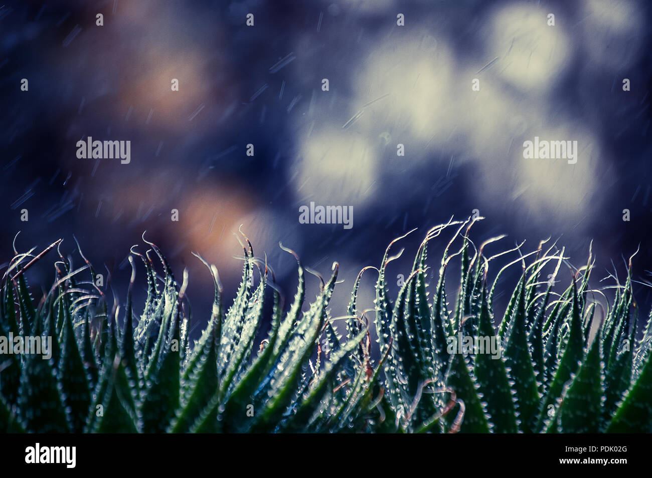 Plant in the rain hi-res stock photography and images - Alamy